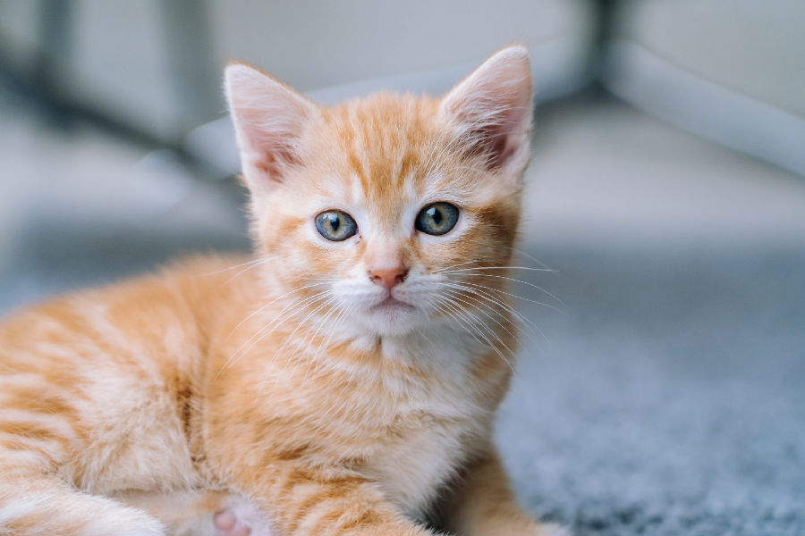 Kitten Care What You Need To Know About Raising Kittens My Real Board